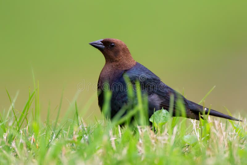 Bronzed Cowbird in Los Fresnos, Texas Stock Photo - Image of perched ...