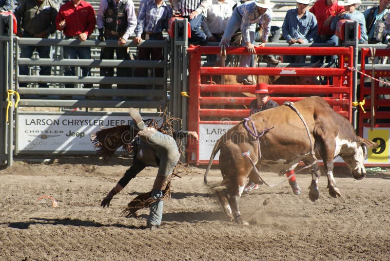 Cowboy bucked off bull. editorial image. Image of fall - 26518415