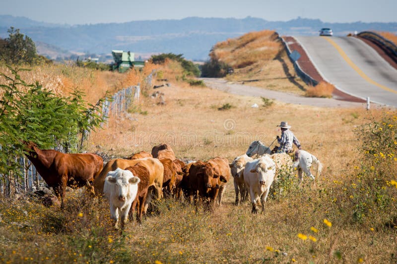 Cowboy with cattle stock photo. Image of texas, road - 106474322