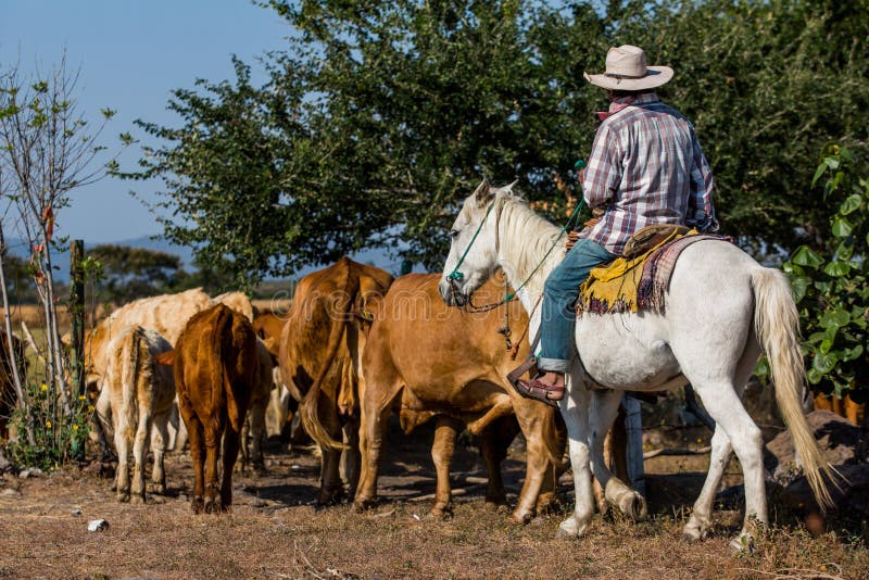 Cowboy with cattle editorial stock photo. Image of nature - 106474323