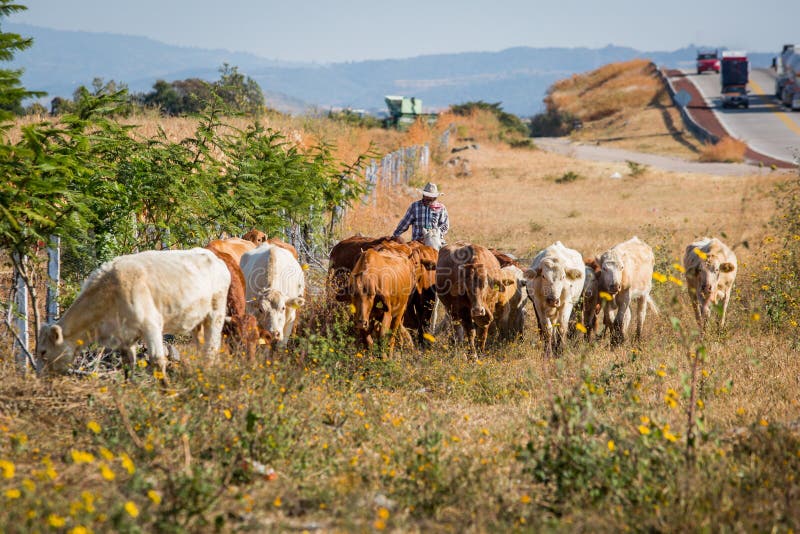 Cowboy with cattle editorial stock photo. Image of cowboys - 106474348