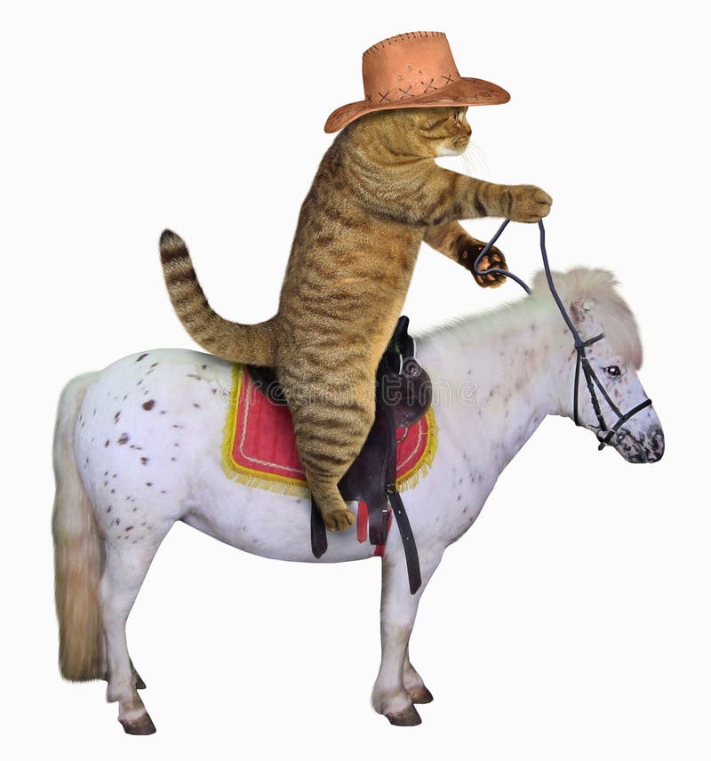 Cowboy De Chat Sur Un Cheval 3 Illustration Stock - Illustration du ...