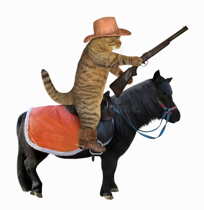 Cowboy De Chat Sur Un Cheval Noir Image stock - Image du gardien ...