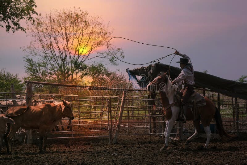 Cowboy on Horseback Throwing Rope To Catch Cows on Ranch Sunset Stock ...