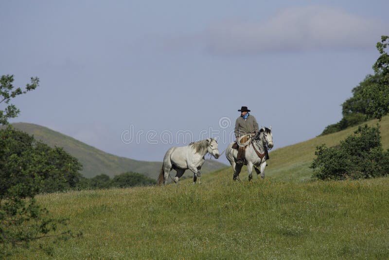 Cowboy Leading Horse stock photo. Image of green, western - 5306592