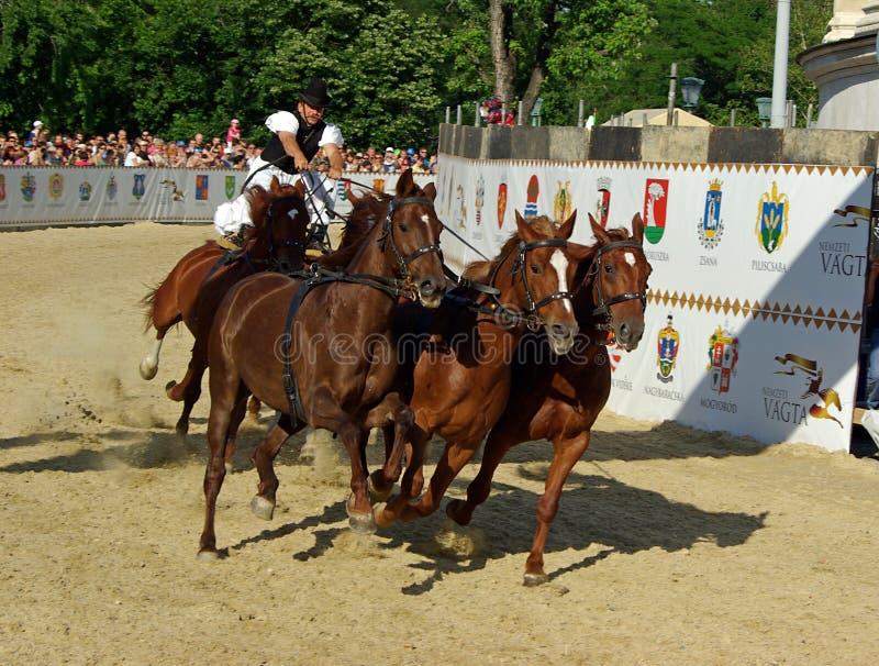 Cowboy op paard redactionele stock foto. Image of toerisme - 14646473