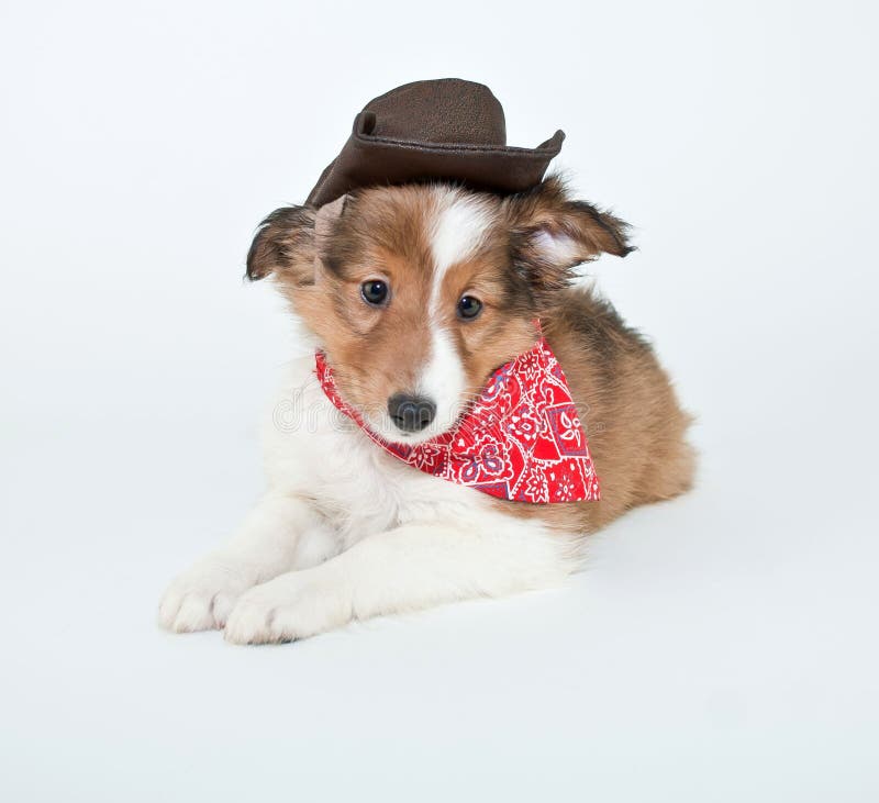 Cowboy Puppy stock foto. Image of puppy, verward, hangen - 55035976
