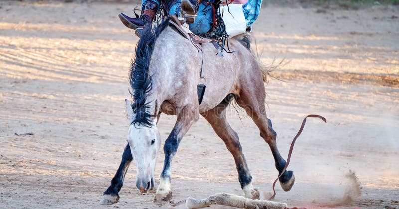 Cowboy Rides a Bucking Horse in Rodeo Event Stockbild - Bild von ...