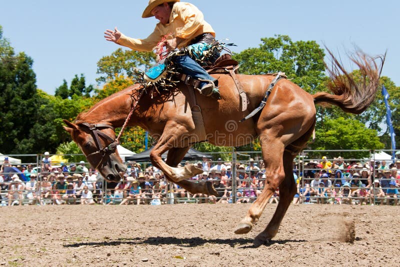Cowboy rides wild horse editorial stock image. Image of horse - 19329004