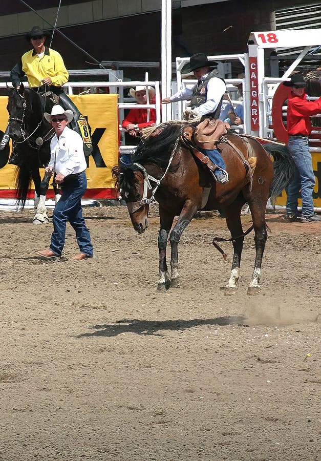 Cowboy Riding Bucking Bronco at the Calgary Stampede Editorial Image ...