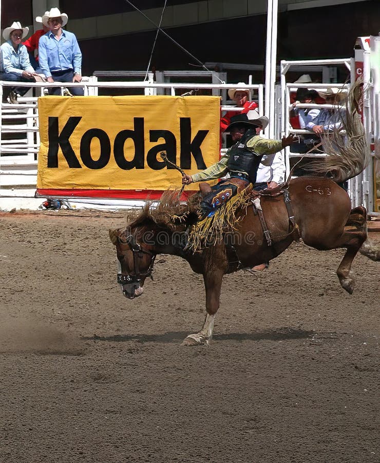 Cowboy Riding Bucking Bronco at the Calgary Stampede Editorial Stock ...