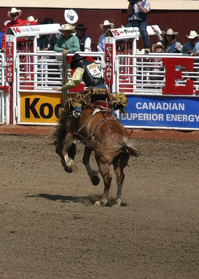 Cowboy Riding Bucking Bronco at the Calgary Stampede Editorial Stock ...