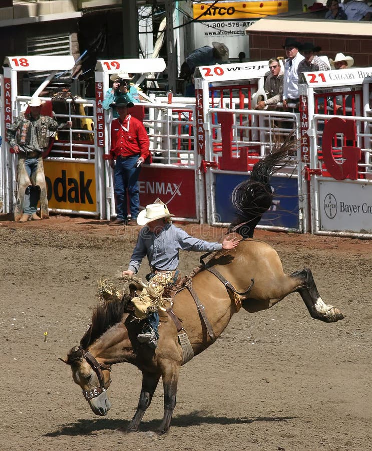 Cowboy Riding Bucking Bronco at the Calgary Stampede Editorial Stock ...