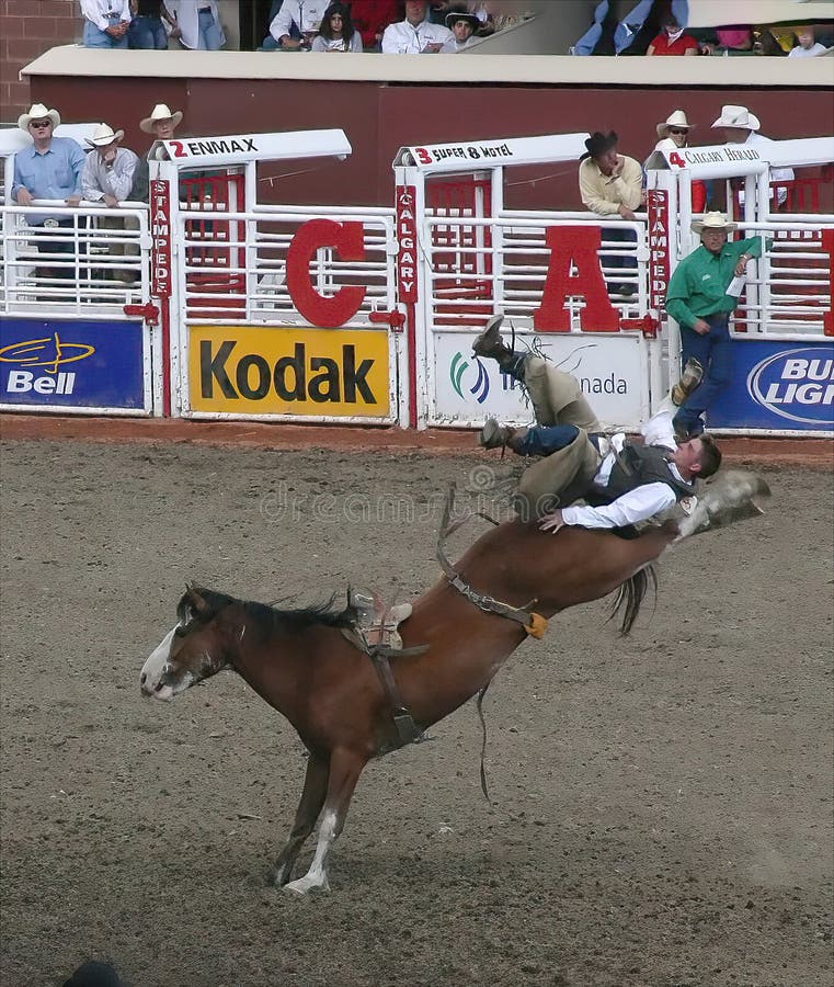 Cowboy Riding Bucking Bronco at the Calgary Stampede Editorial ...