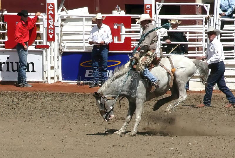 Cowboy Riding Bucking Bronco at the Calgary Stampede Editorial Photo ...