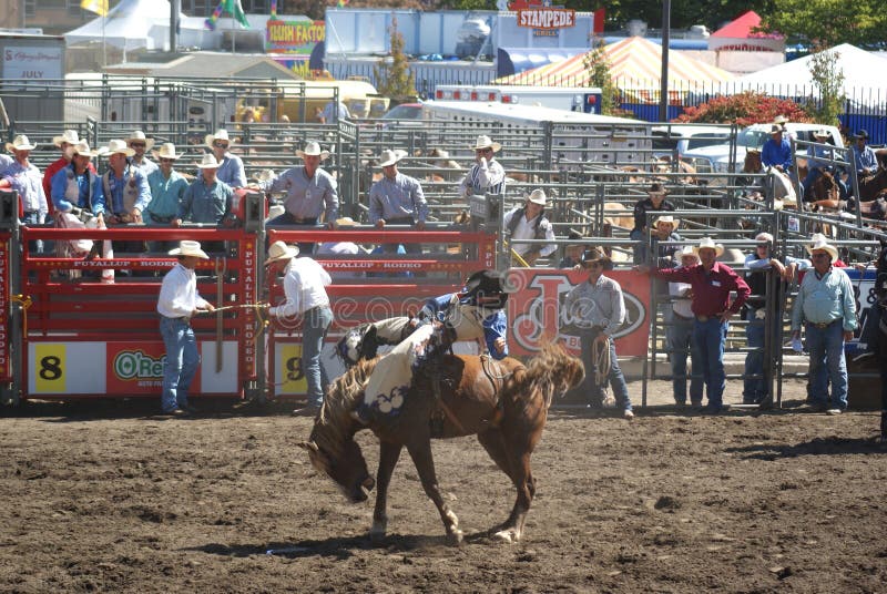 Cowboy Riding the Wild Horse Editorial Stock Image - Image of horse ...