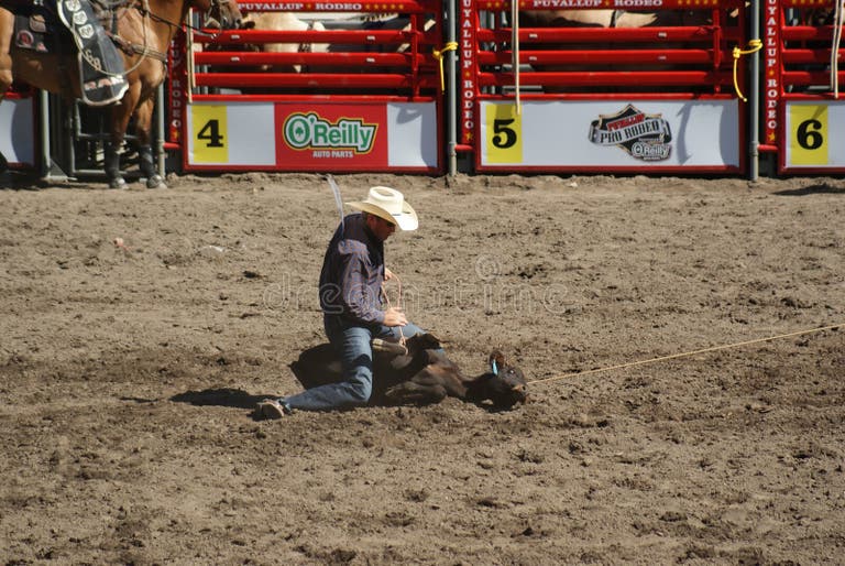 Cowboy Tie-Down Roping editorial stock photo. Image of competition ...