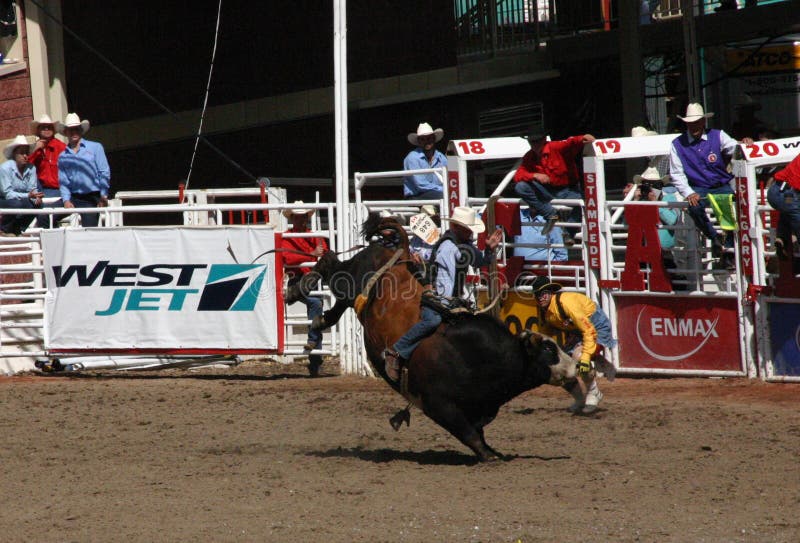 Cowboy Trying To Ride a Wild Bull, Editorial Photography - Image of ...