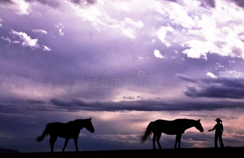 Cowboy u. seine Pferde stockfoto. Bild von loyalität - 24930188