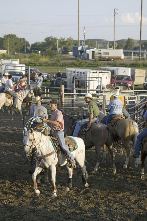 Dois Vaqueiros Rope Uma Vitela No Rodeio Foto de Stock Editorial ...