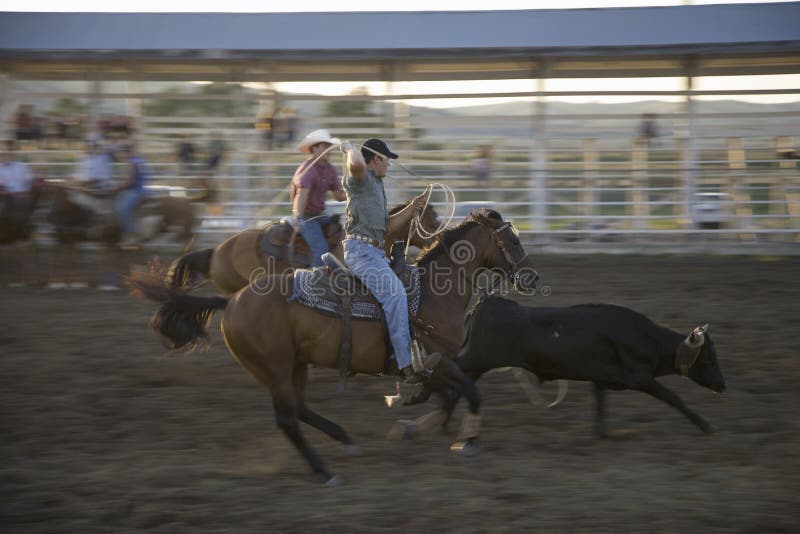 Rodeo - Lassoing the Cow editorial stock photo. Image of catch - 17881768