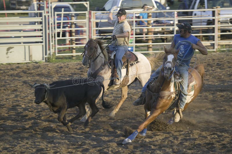 Cowboys lassoing cow editorial stock image. Image of animal - 27067089