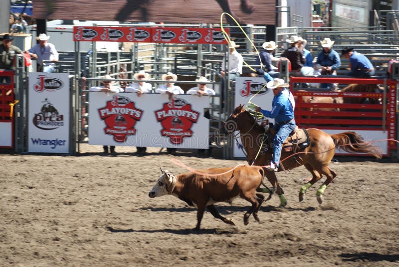Cowboys team roping editorial photography. Image of roping - 26516682