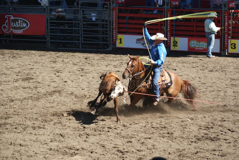 Cowboys team roping editorial photography. Image of roping - 26516682