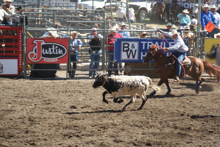 Cowboys team roping. editorial photography. Image of steer - 26516697
