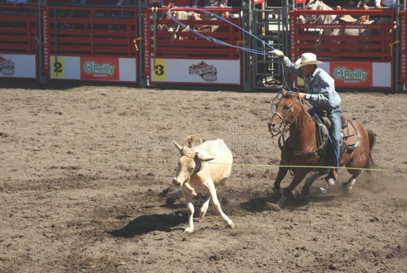 Cowboys team roping editorial photography. Image of roping - 26516682