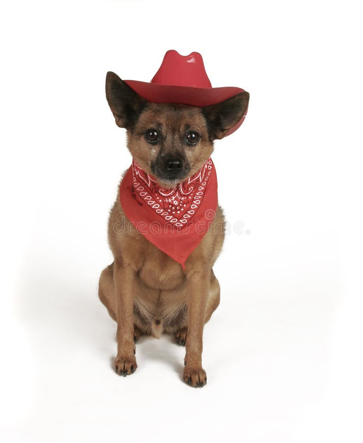Cowdog stock photo. Image of costume, halloween, humor - 2922000