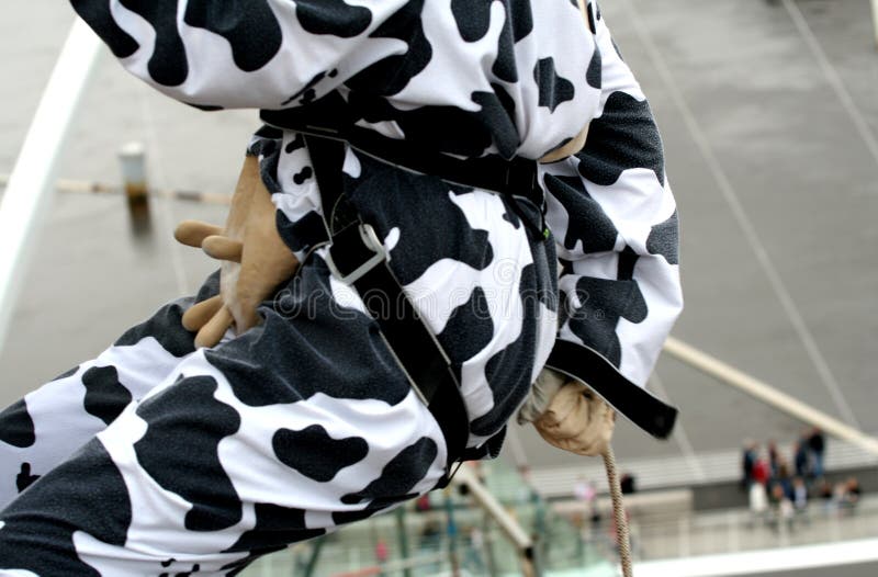 Cower stock photo. Image of climb, herd, river, raising - 288102