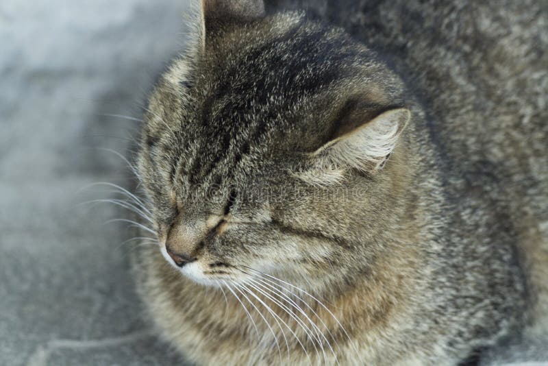 Cower Cat on the Street. Kitty in Need of Home Stock Photo - Image of ...