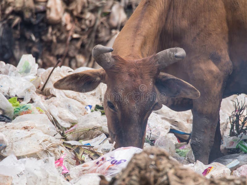 Cowfeed on the waste pile stock image. Image of ground - 47283287