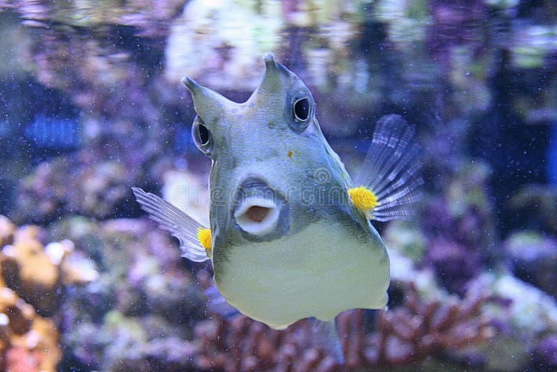 Longhorn cowfish stock photo. Image of closeup, reef - 19631334