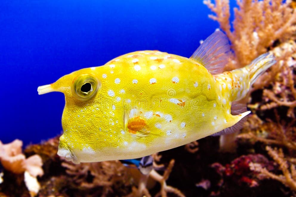 Cowfish stock image. Image of yellow, saltwater, longhorn - 8397379