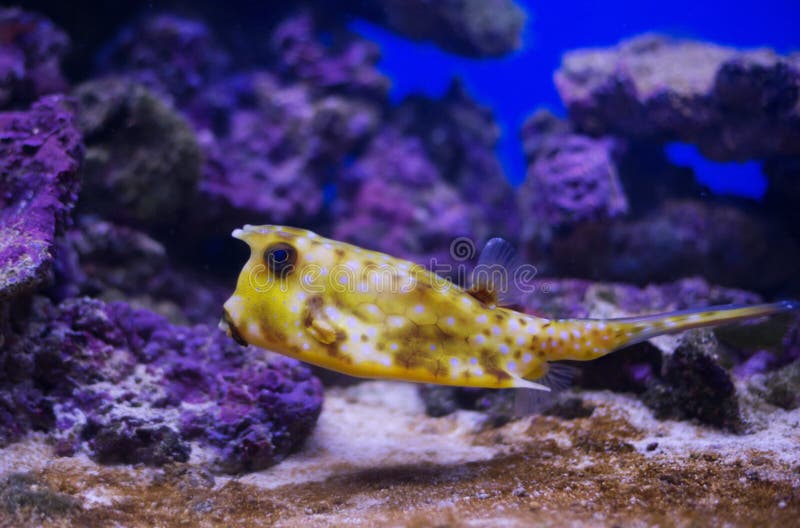 Yellow Cowfish stock photo. Image of shaped, swimming - 7230204
