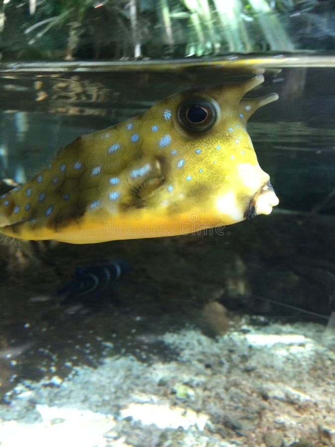 Cowfish stock photo. Image of ocean, funny, fish, cowfish - 47696782