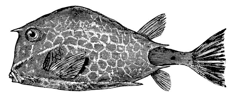 Cowfish Stock Illustrations – 89 Cowfish Stock Illustrations, Vectors ...