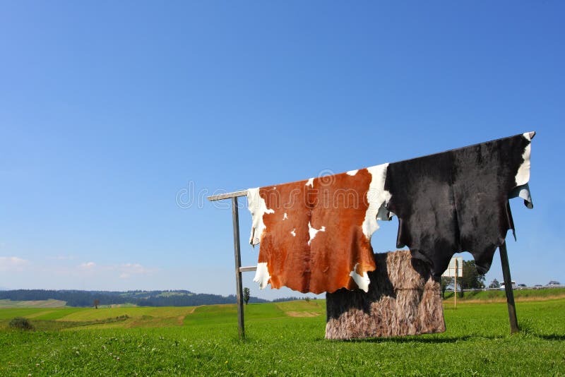 Cowhide stock image. Image of landscape, cowhide, horizontal - 29303187