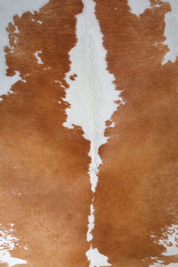 Cowhide stock image. Image of bedside, cattle, farm, cowhide - 8986513