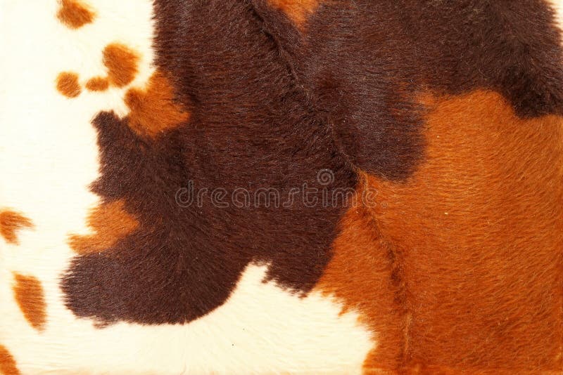Cow-hide stock image. Image of rural, closeup, live, hide - 17789183