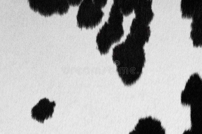 Cowhide stock photo. Image of skin, print, natural, abstract - 98148672