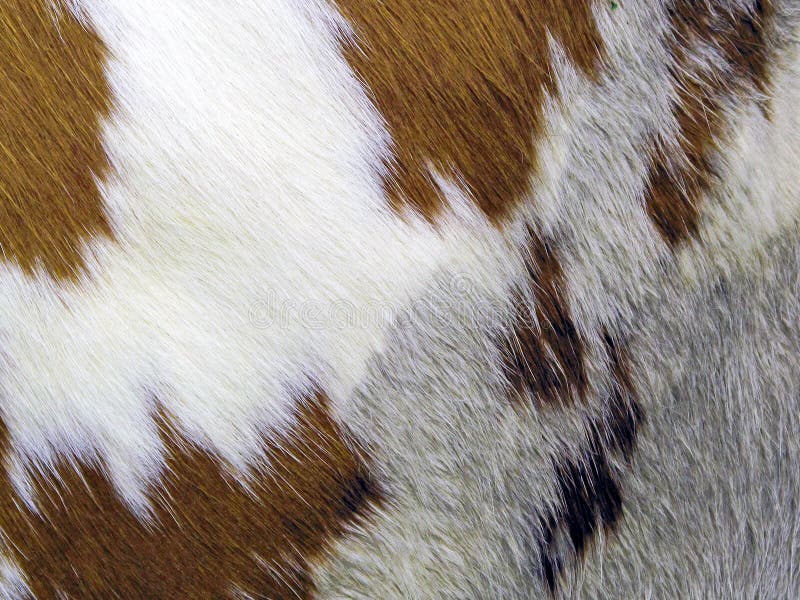 13,439 Cowhide Stock Photos - Free & Royalty-Free Stock Photos from ...