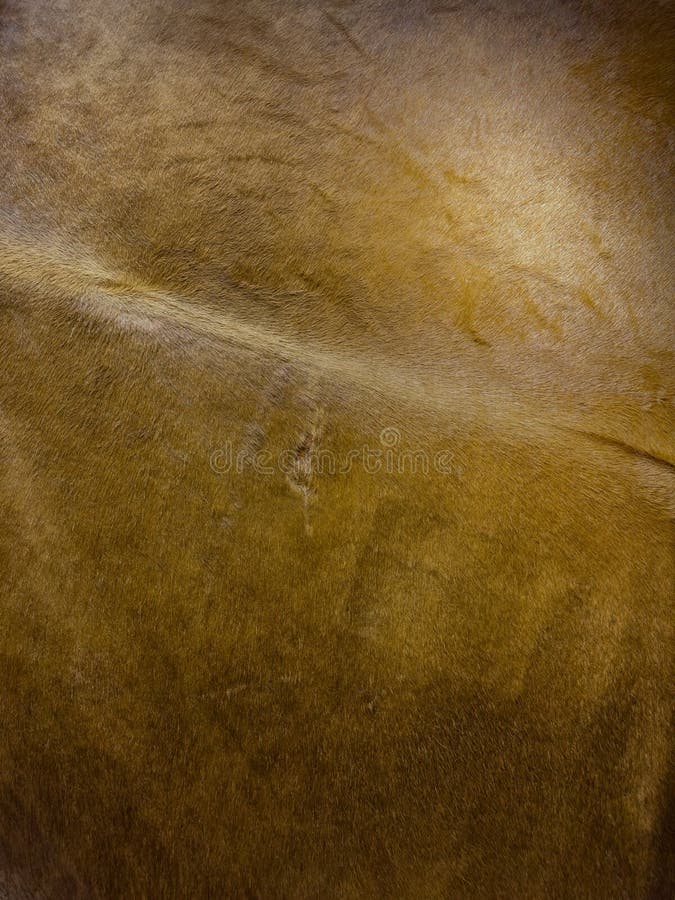 Cowhide texture stock image. Image of cowhide, macro - 278905577