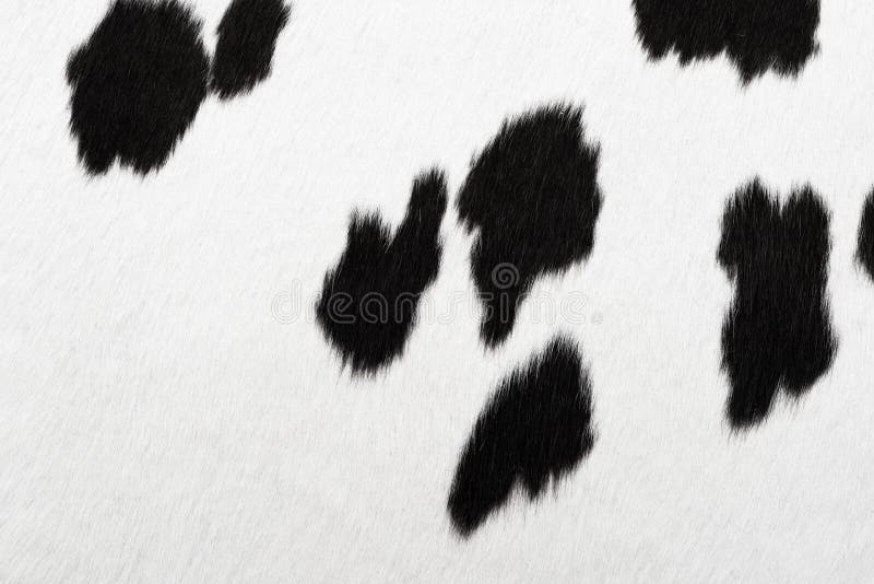 Cowhide texture stock photo. Image of animal, texture - 104147378