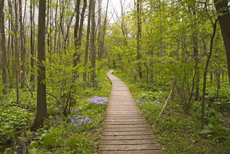 Cowles Bog stock image. Image of dunes, state, spring - 5335419