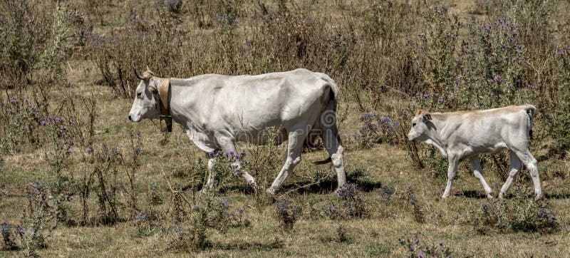 142 Cown Stock Photos - Free & Royalty-Free Stock Photos from Dreamstime