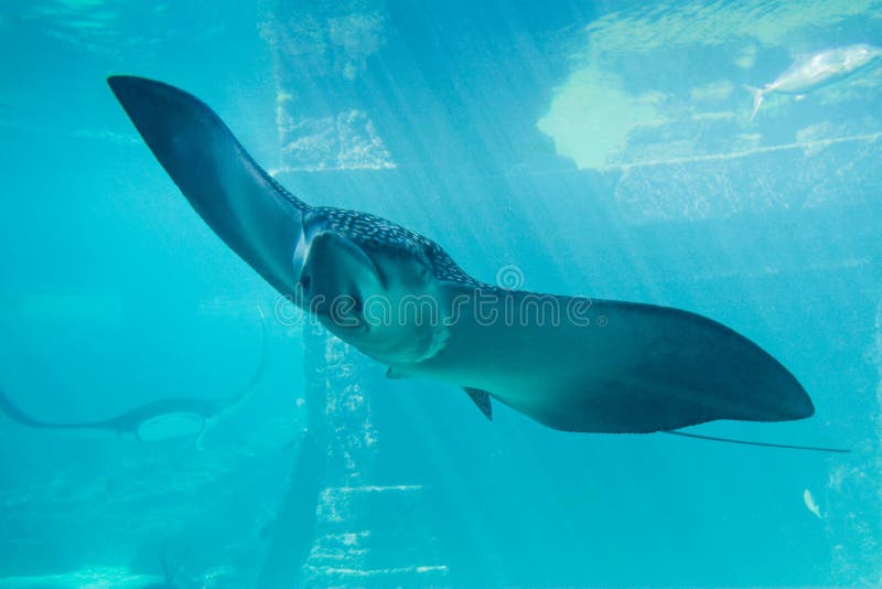 Cownose Manta Ray Picture. Image: 7885767