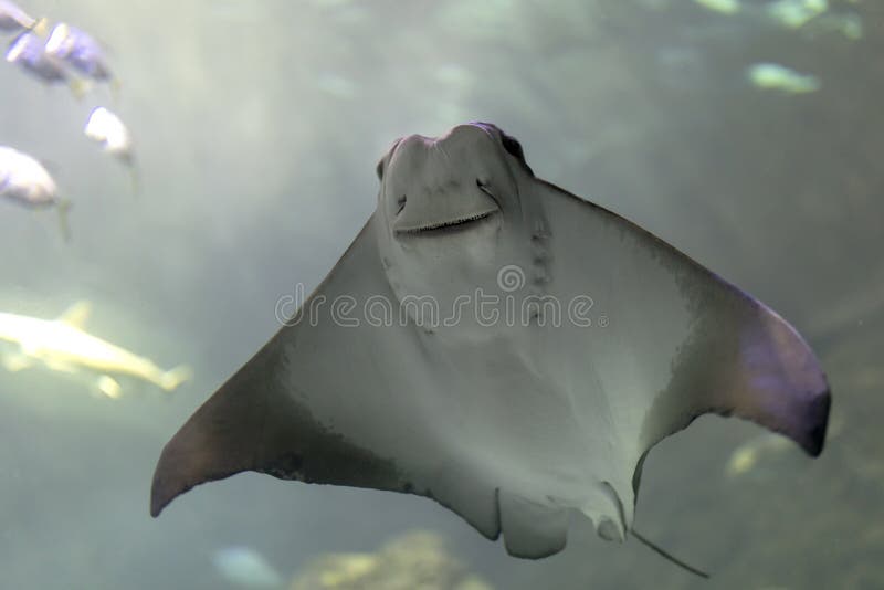 869 Stingray Tail Stock Photos - Free & Royalty-Free Stock Photos from ...